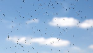 Mouches volantes | Ik zie zwarte vlekjes, wat nu? – Pearle Opticiens